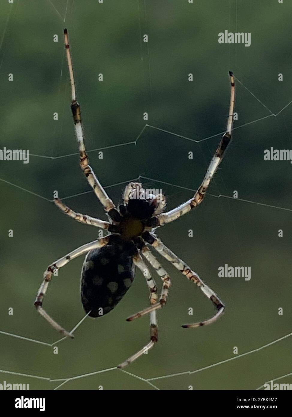 Nephilingis cruentata hi-res stock photography and images - Alamy