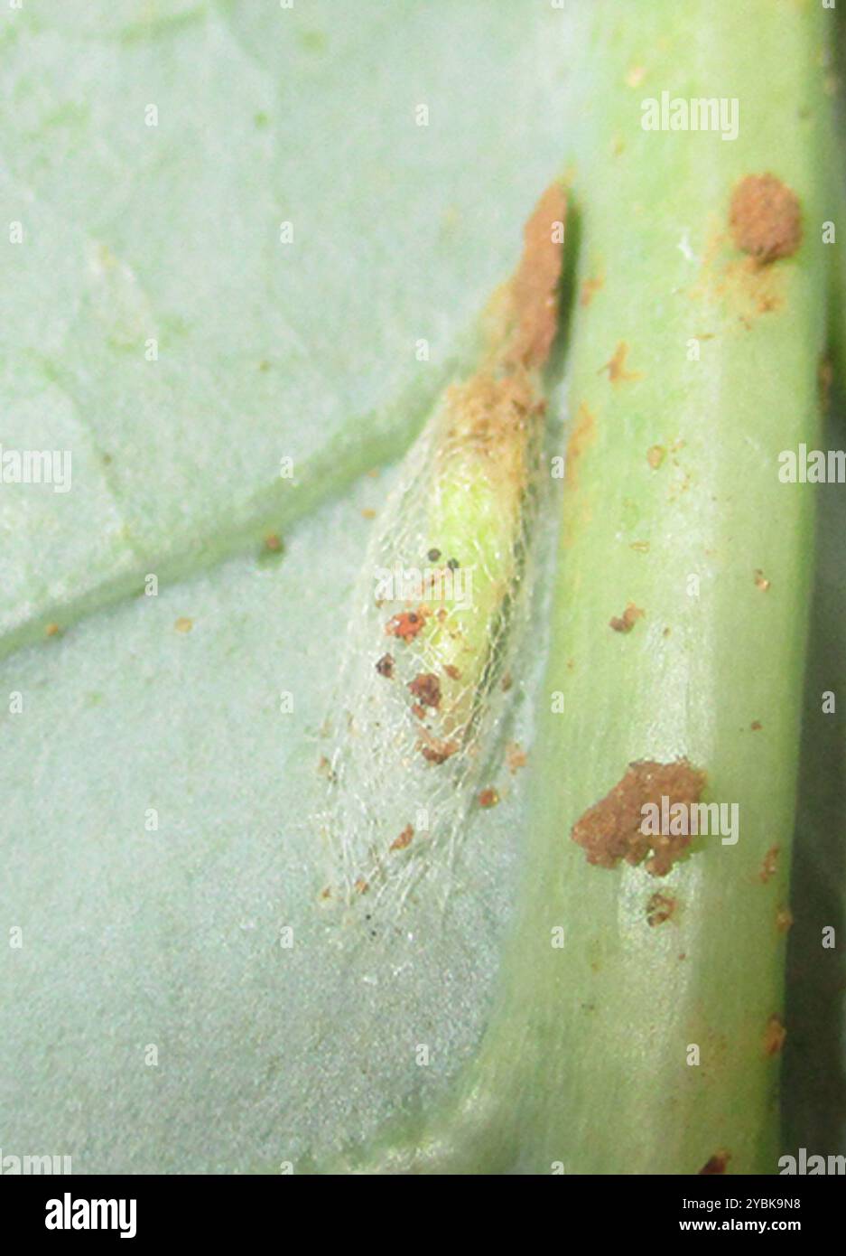 Diamondback Moth (Plutella xylostella) Insecta Stock Photo - Alamy