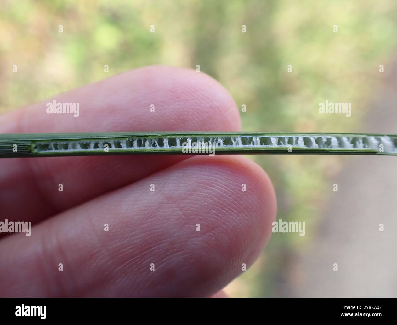 Hard Rush (Juncus inflexus) Plantae Stock Photo - Alamy