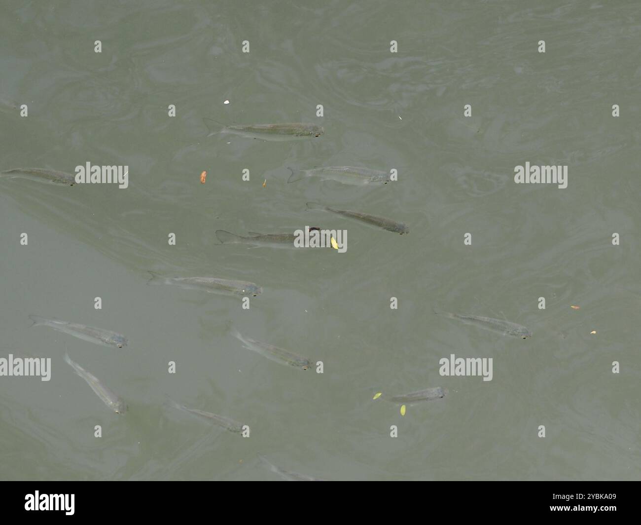 Mullets (Mugilidae) Actinopterygii Stock Photo - Alamy