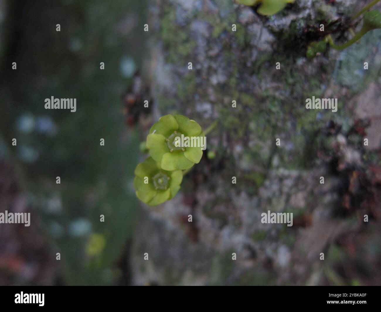 Family phyllanthaceae hi-res stock photography and images - Alamy