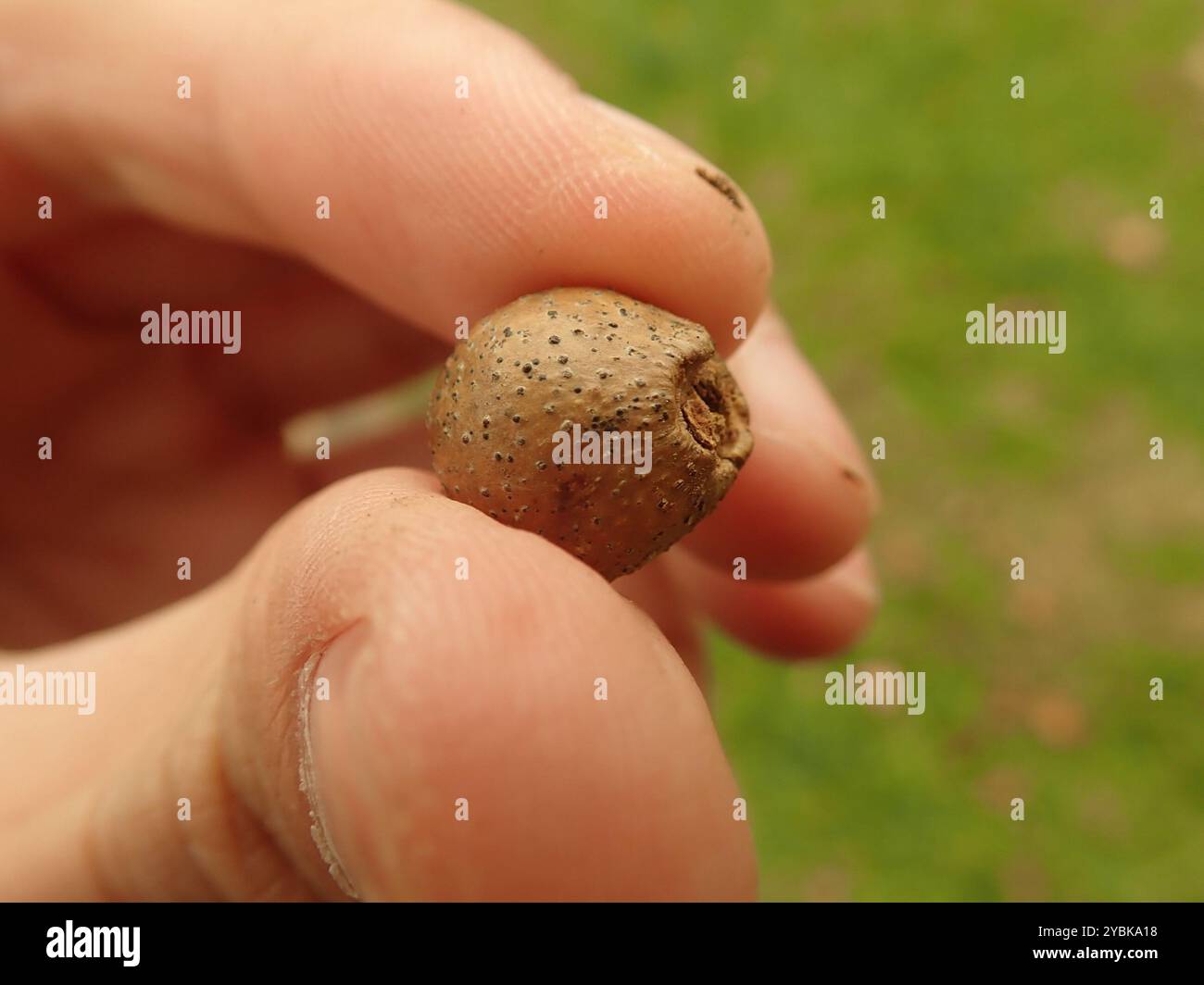 Round Bullet Gall Wasp (Disholcaspis quercusglobulus) Insecta Stock ...