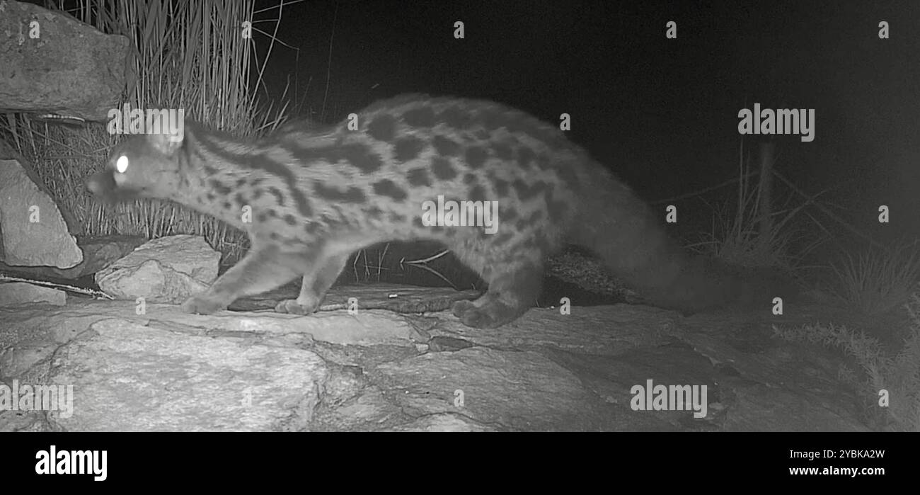 North African Small-spotted Genet (Genetta genetta genetta) Mammalia ...