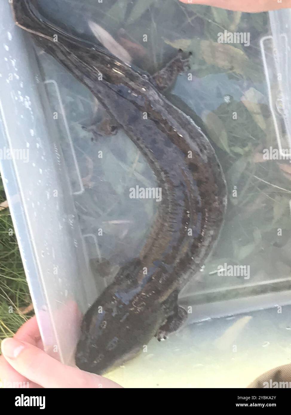 Common Mudpuppy (Necturus maculosus) Amphibia Stock Photo - Alamy