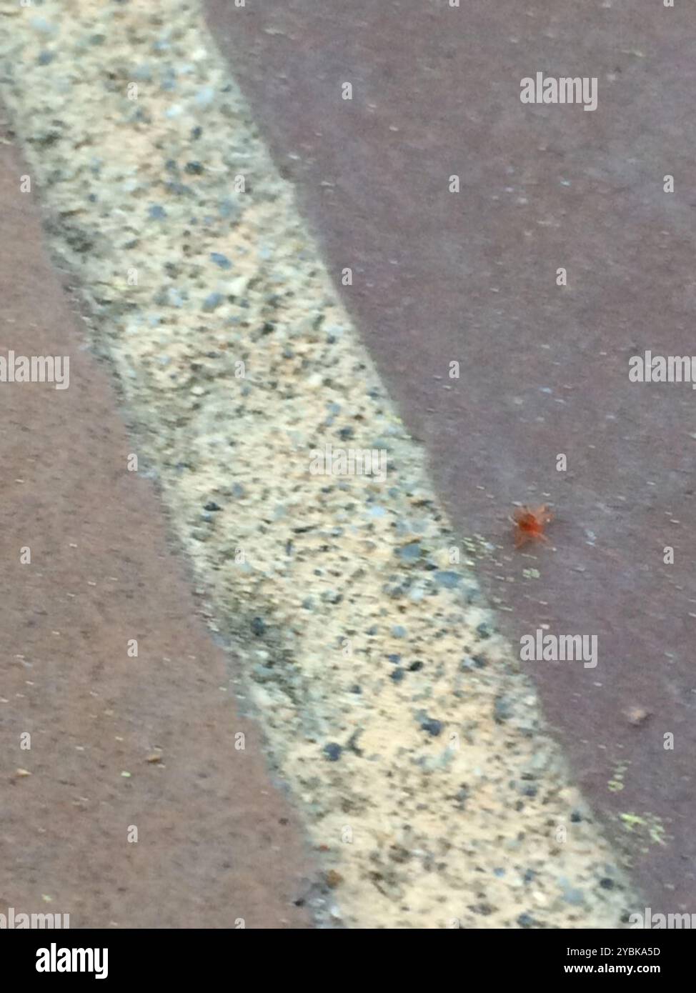 Trombidiform Mites (Trombidiformes) Arachnida Stock Photo - Alamy