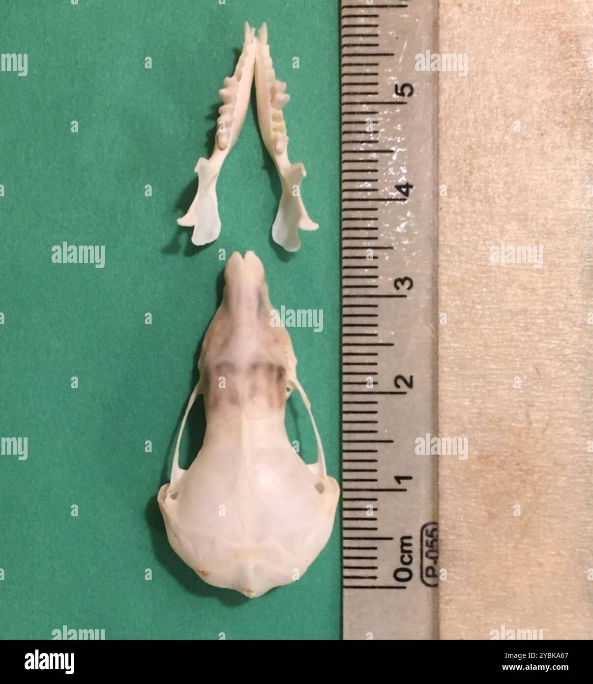 Eastern Mole (Scalopus aquaticus) Mammalia Stock Photo - Alamy