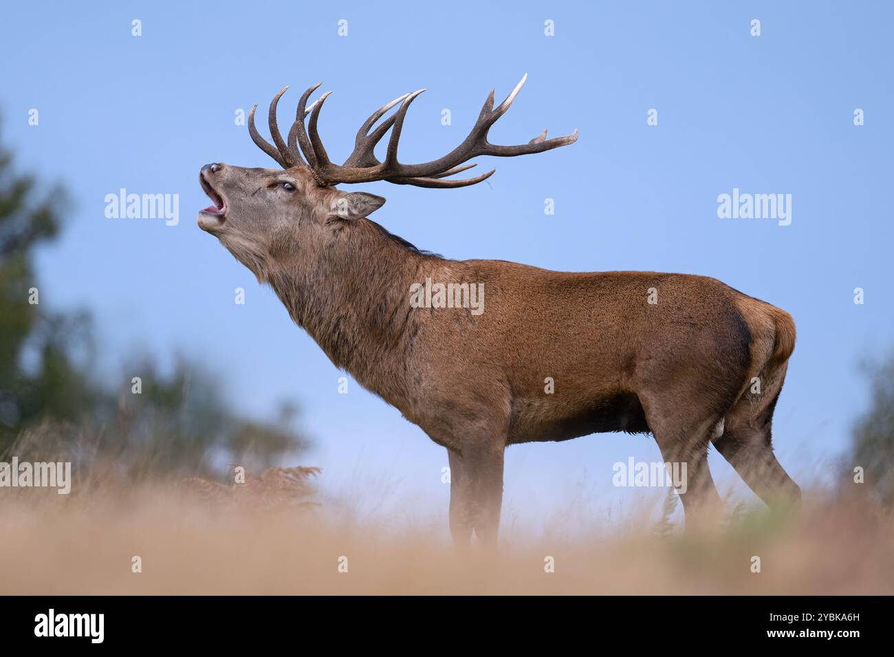 Red deer stag bellowing cervus hi-res stock photography and images - Alamy