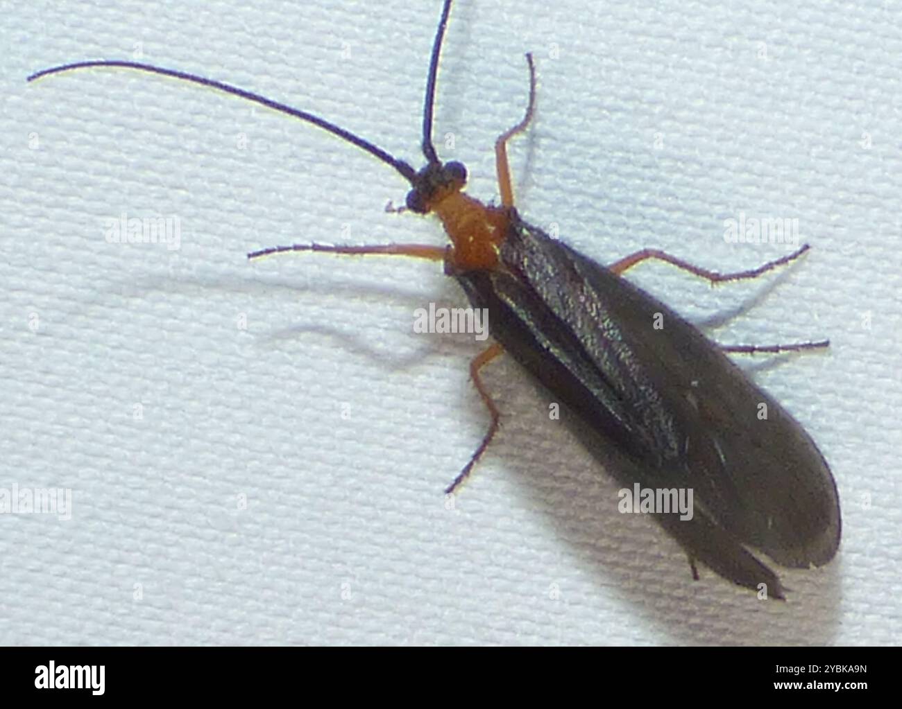 Northern Caddisflies (Limnephilidae) Insecta Stock Photo - Alamy