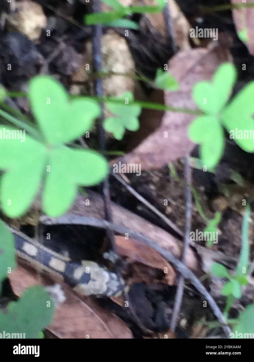 Ladder Snake (Zamenis scalaris) Reptilia Stock Photo - Alamy