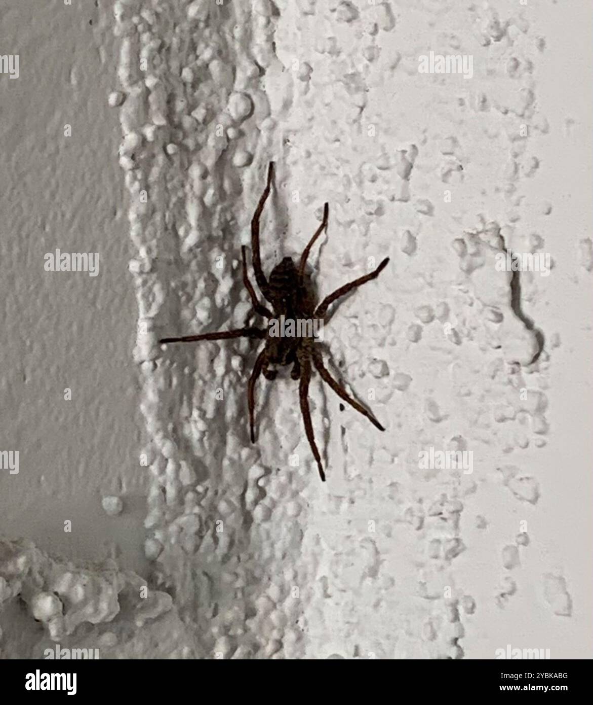 Spiders (Araneae) Arachnida Stock Photo - Alamy