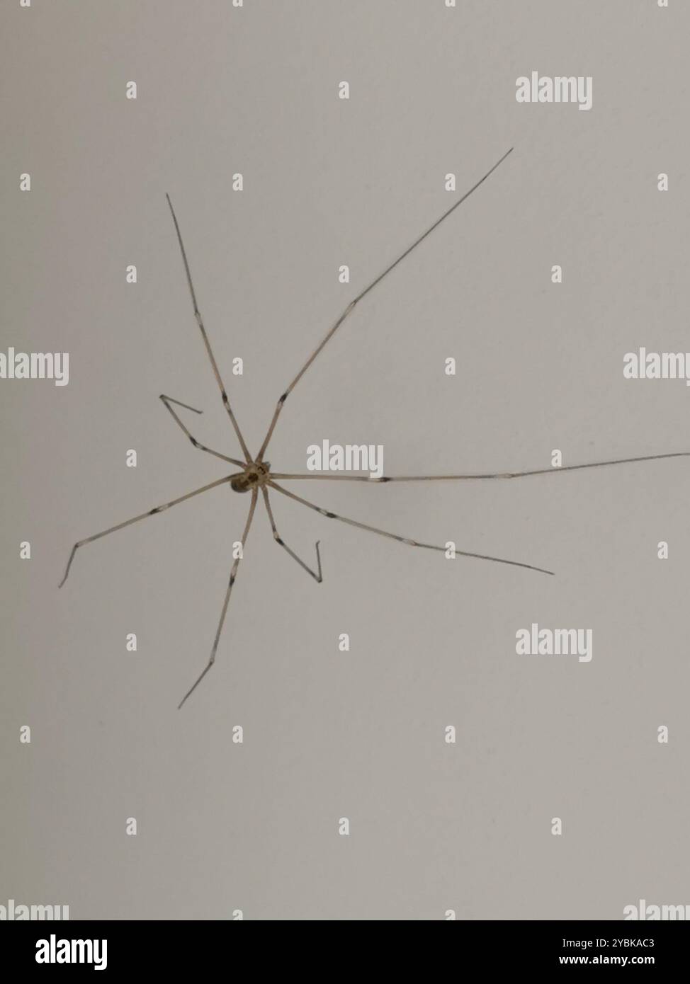 Long-bodied Cellar Spider (Pholcus phalangioides) Arachnida Stock Photo ...