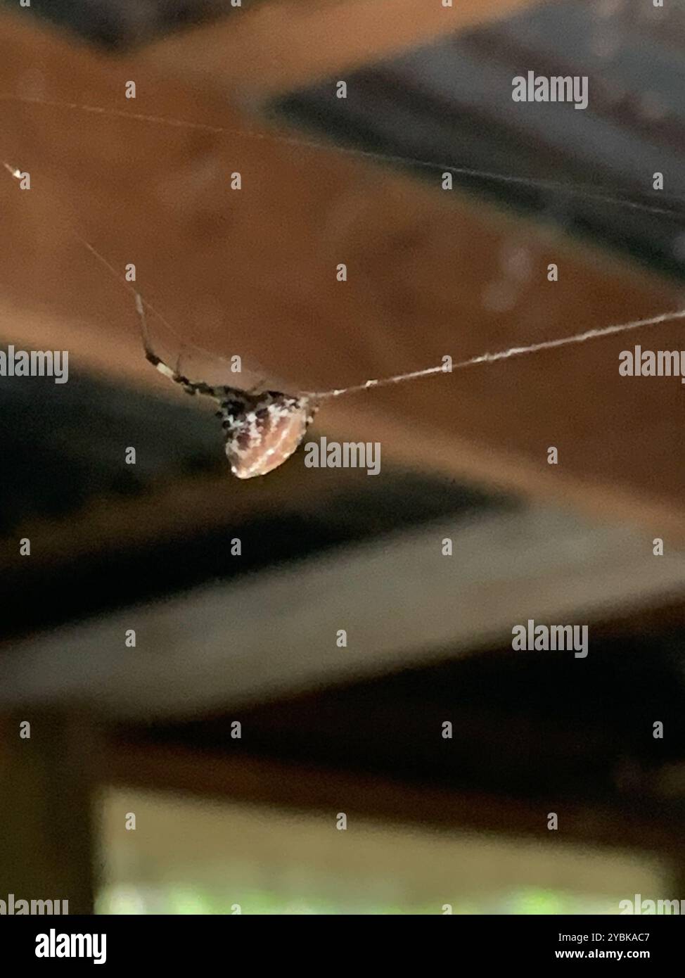 Ninja-star Ceiling Spider (Zosis geniculata) Arachnida Stock Photo - Alamy