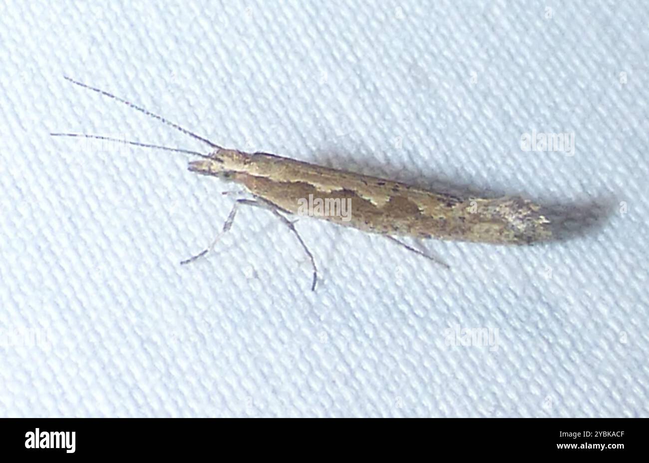 Diamondback Moth (Plutella xylostella) Insecta Stock Photo - Alamy