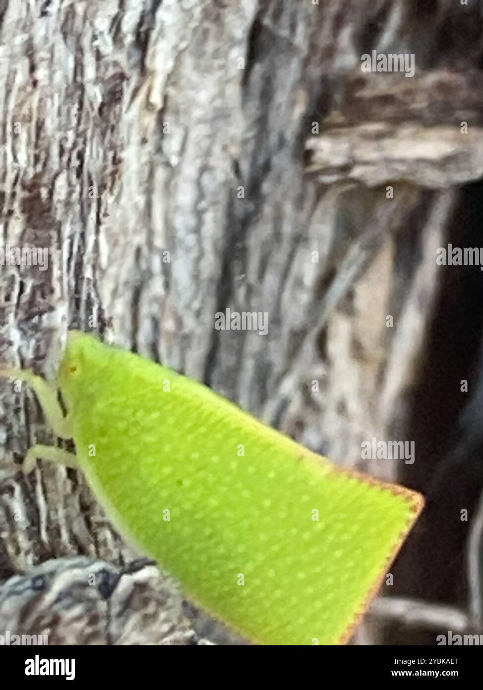 Torpedo Bug (Siphanta acuta) Insecta Stock Photo - Alamy