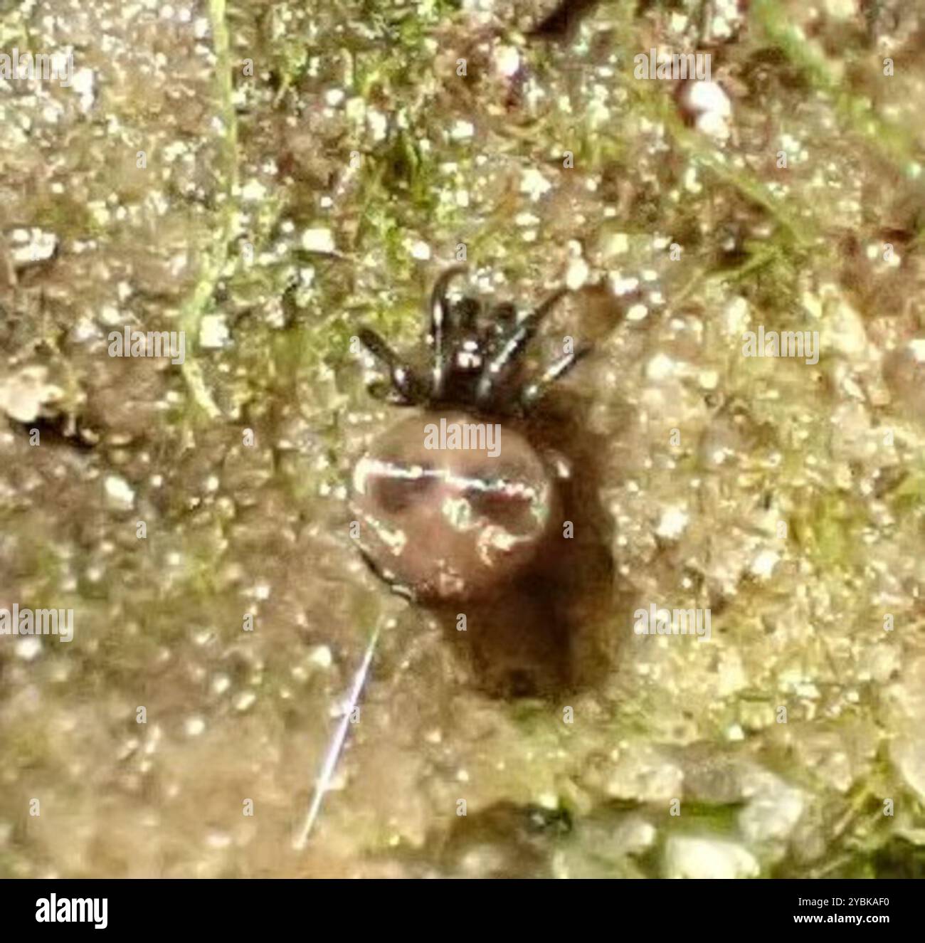Comb-footed Spiders (Theridiidae) Arachnida Stock Photo - Alamy
