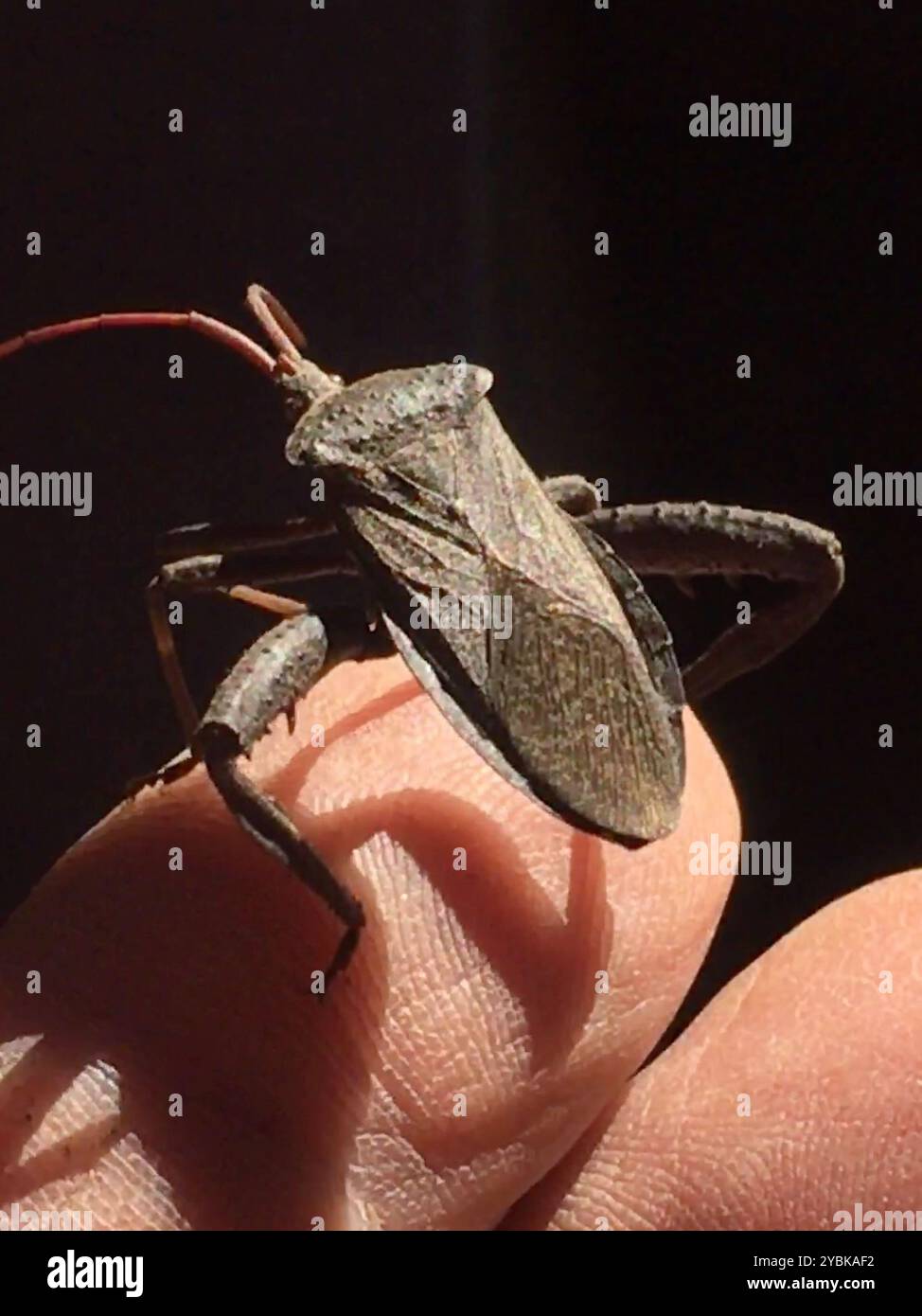Florida Leaf-footed Bug (Acanthocephala femorata) Insecta Stock Photo ...