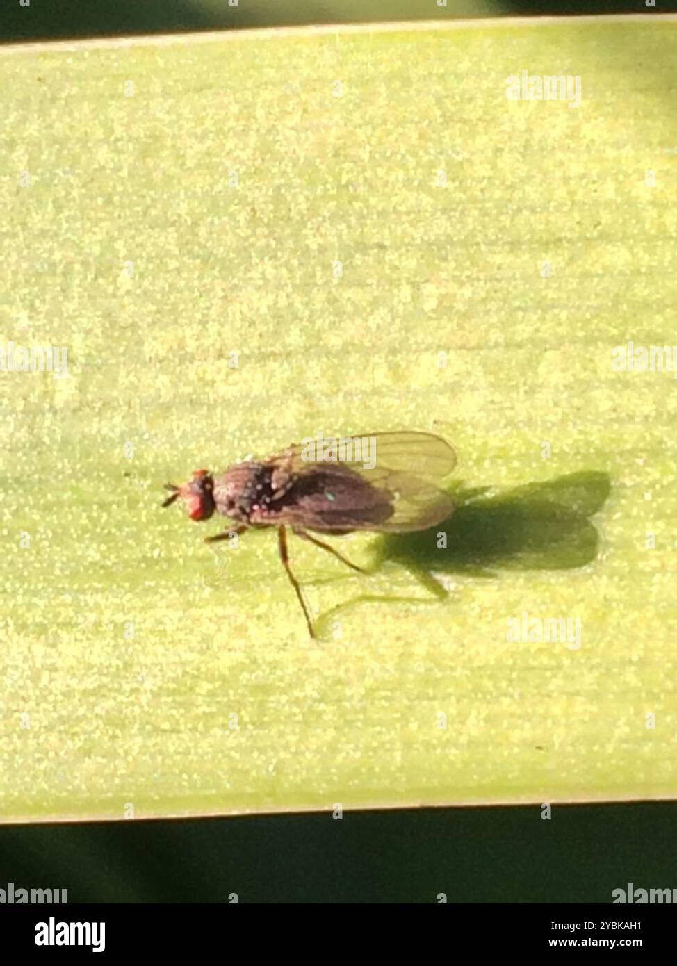 Root-maggot Flies (Anthomyiidae) Insecta Stock Photo - Alamy