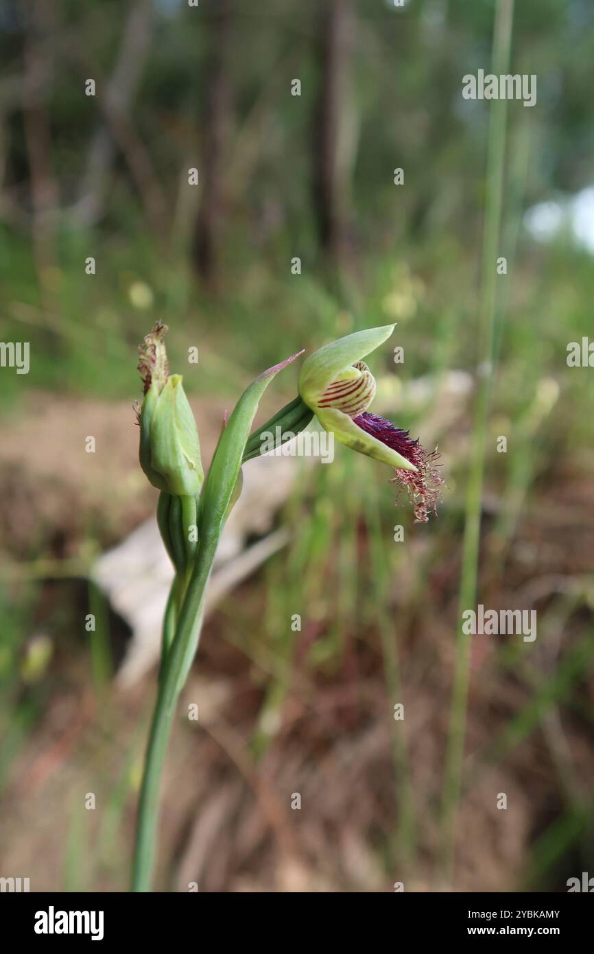 Purple Beard Orchid (Calochilus robertsonii) Plantae Stock Photo - Alamy