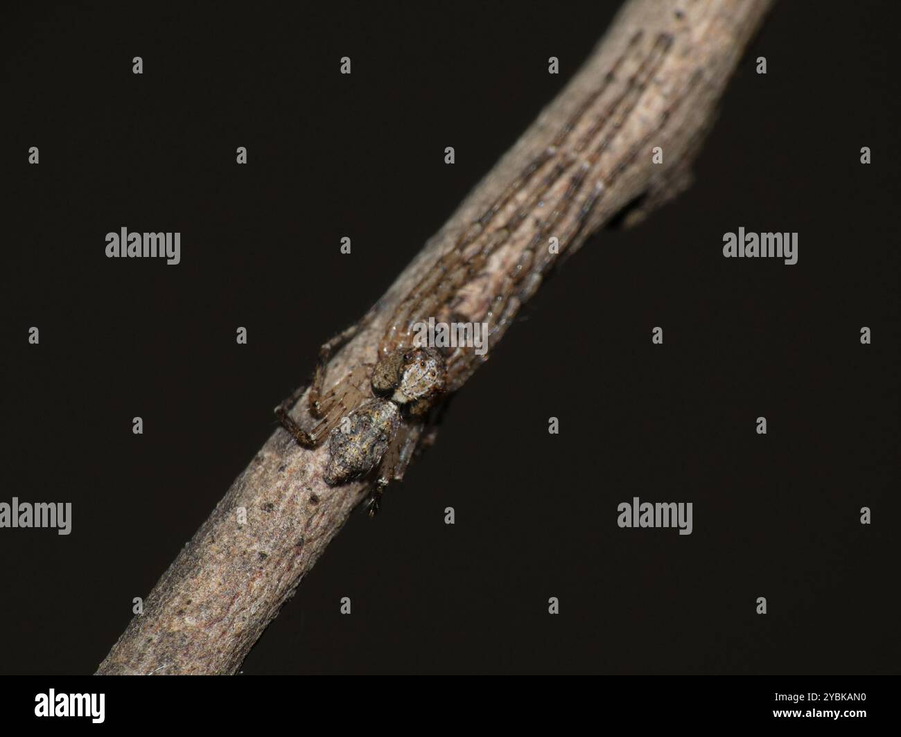 Octopus Spiders (Tmarus) Arachnida Stock Photo - Alamy