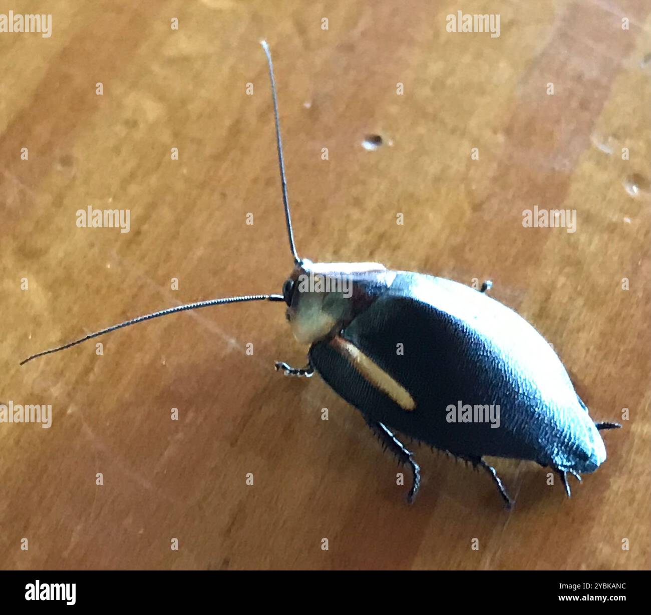 Phoraspis hi-res stock photography and images - Alamy