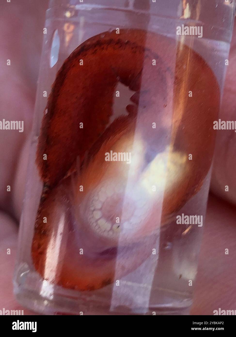 Snailfishes (Liparidae) Actinopterygii Stock Photo - Alamy