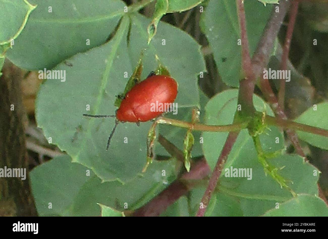 (Diamphidia femoralis) Insecta Stock Photo - Alamy