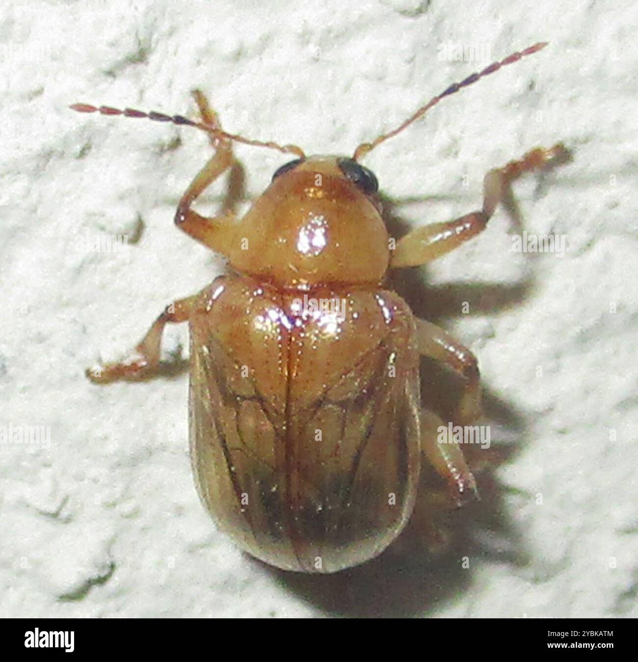 (Microsyagrus marshalli) Insecta Stock Photo - Alamy