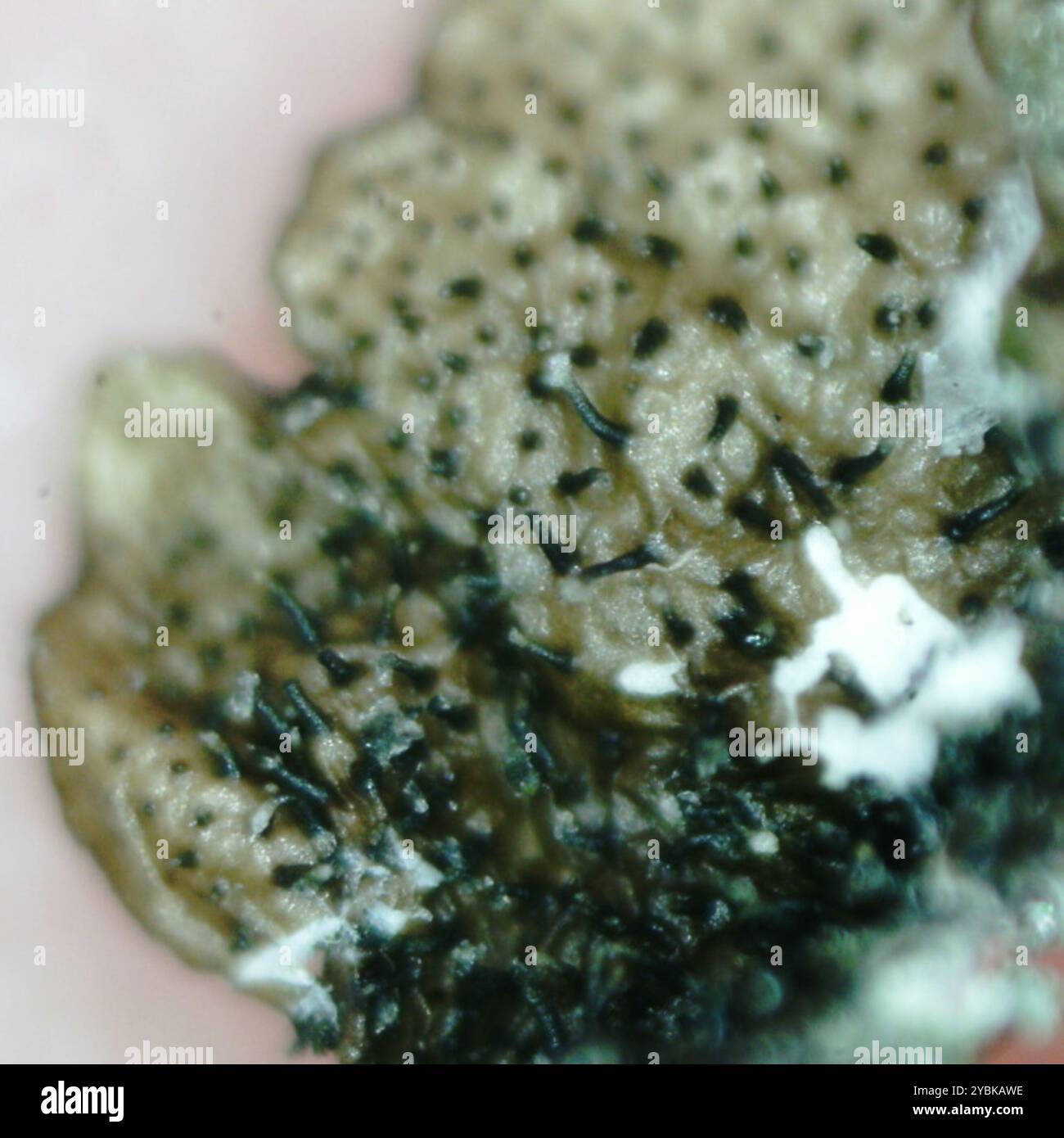 Blistered Camouflage Lichen (Xanthoparmelia loxodes) Fungi Stock Photo ...