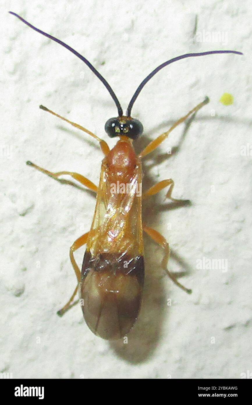 Braconid Wasps (Braconidae) Insecta Stock Photo - Alamy