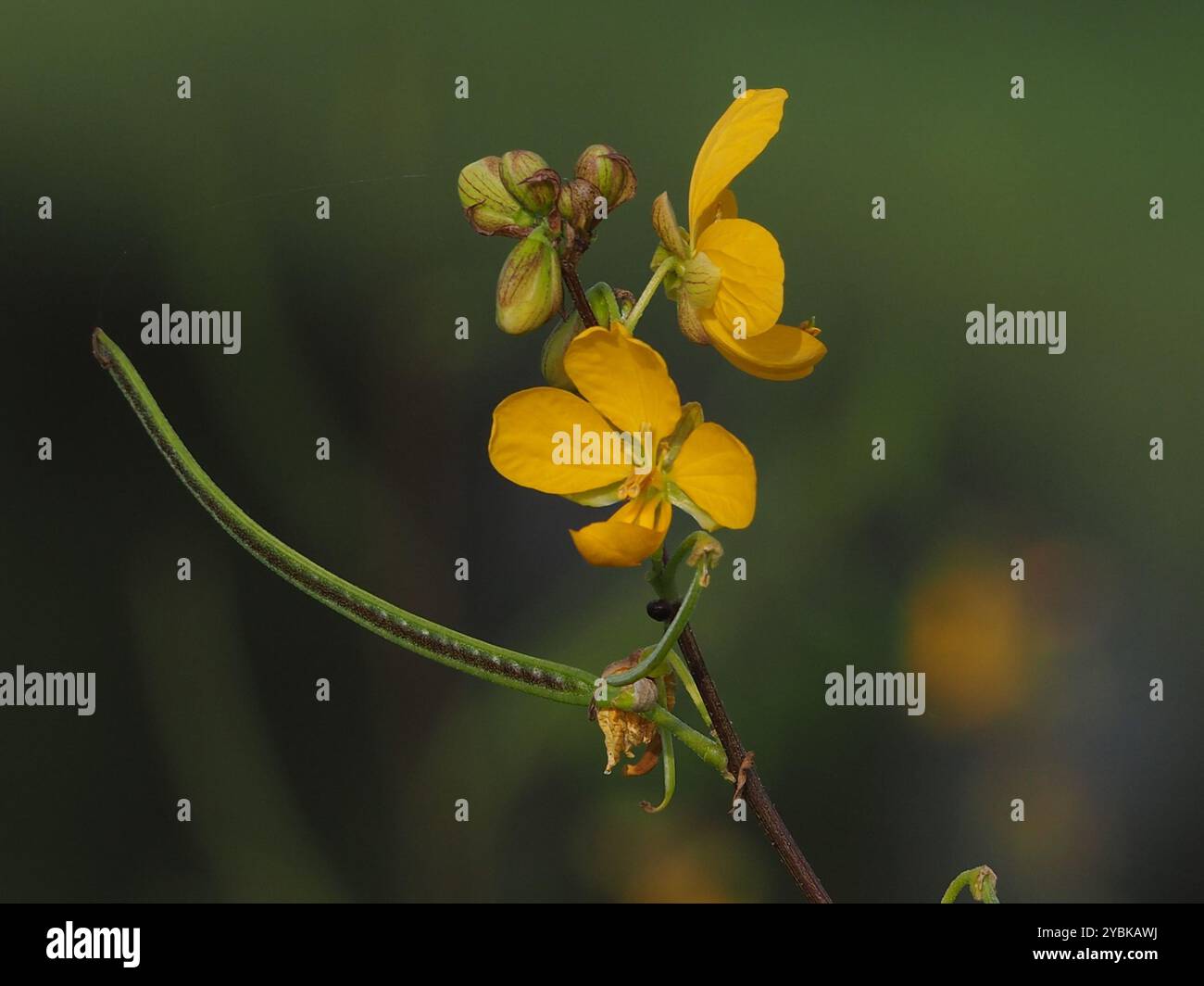 Coffee Senna (Senna occidentalis) Plantae Stock Photo - Alamy