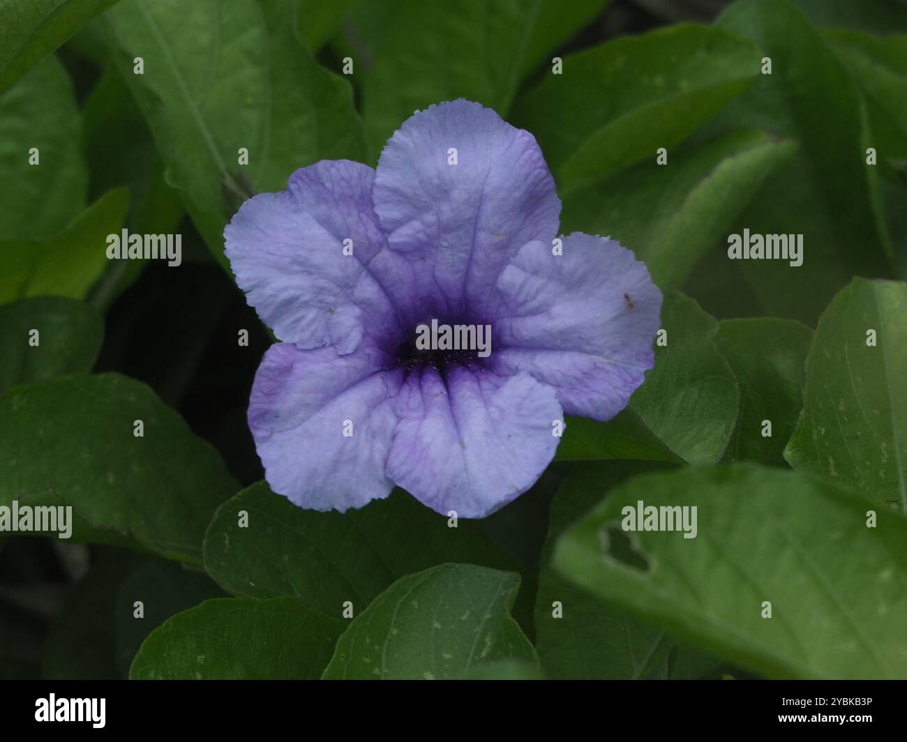 popping pod (Ruellia tuberosa) Plantae Stock Photo - Alamy