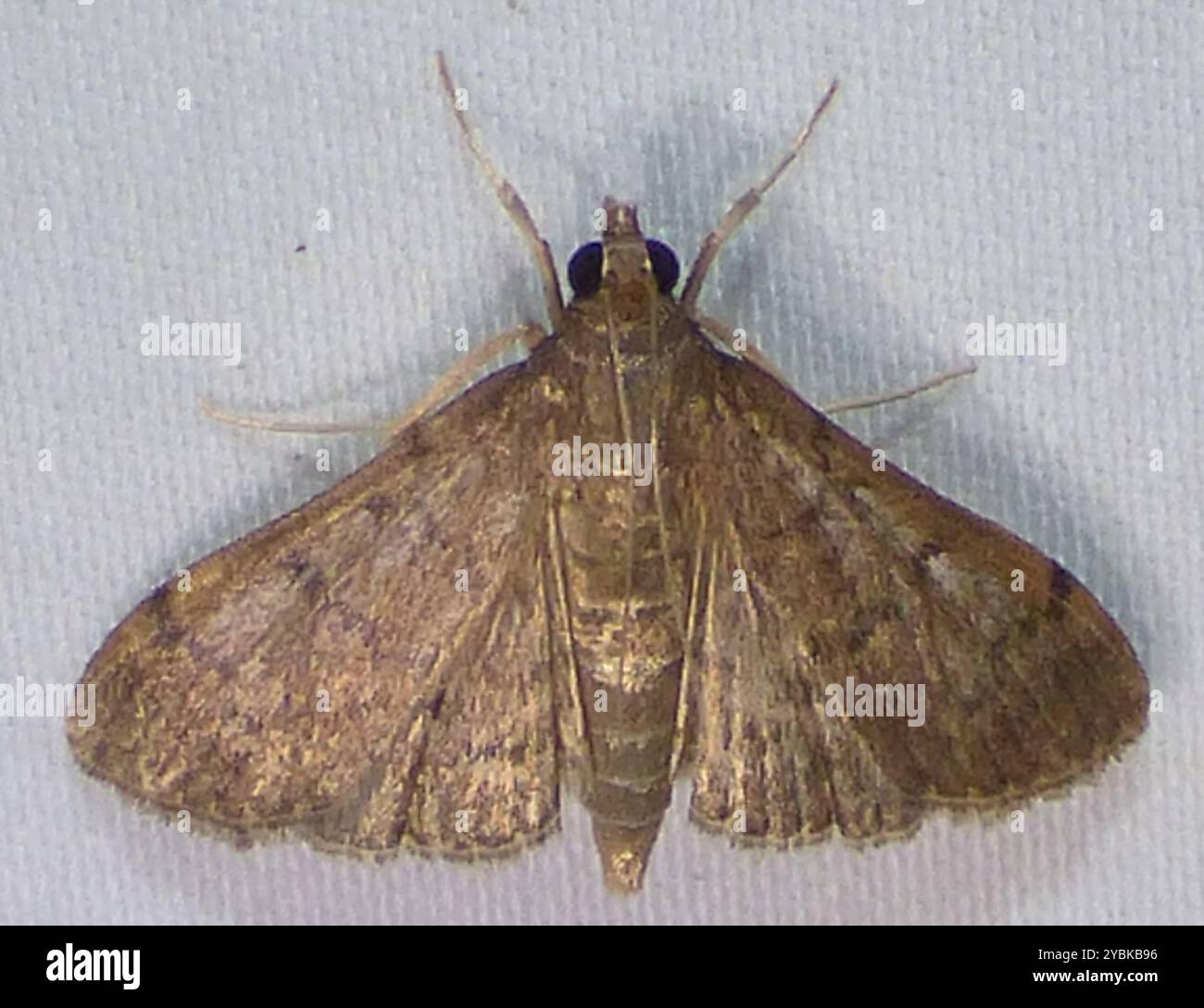 Dusky Herpetogramma Moth (Herpetogramma phaeopteralis) Insecta Stock ...