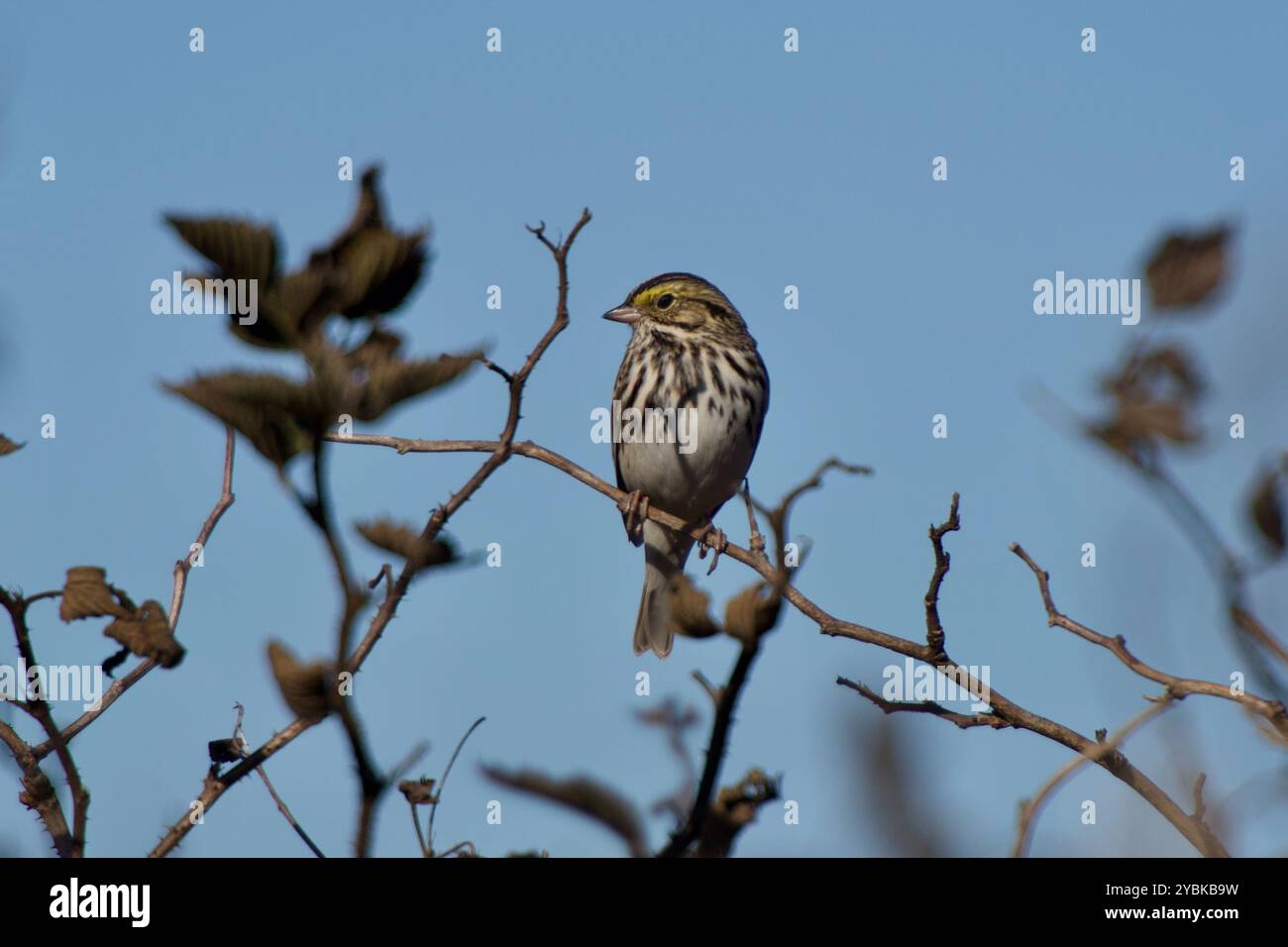 Savannah Sparrow (Passerculus sandwichensis) Aves Stock Photo - Alamy