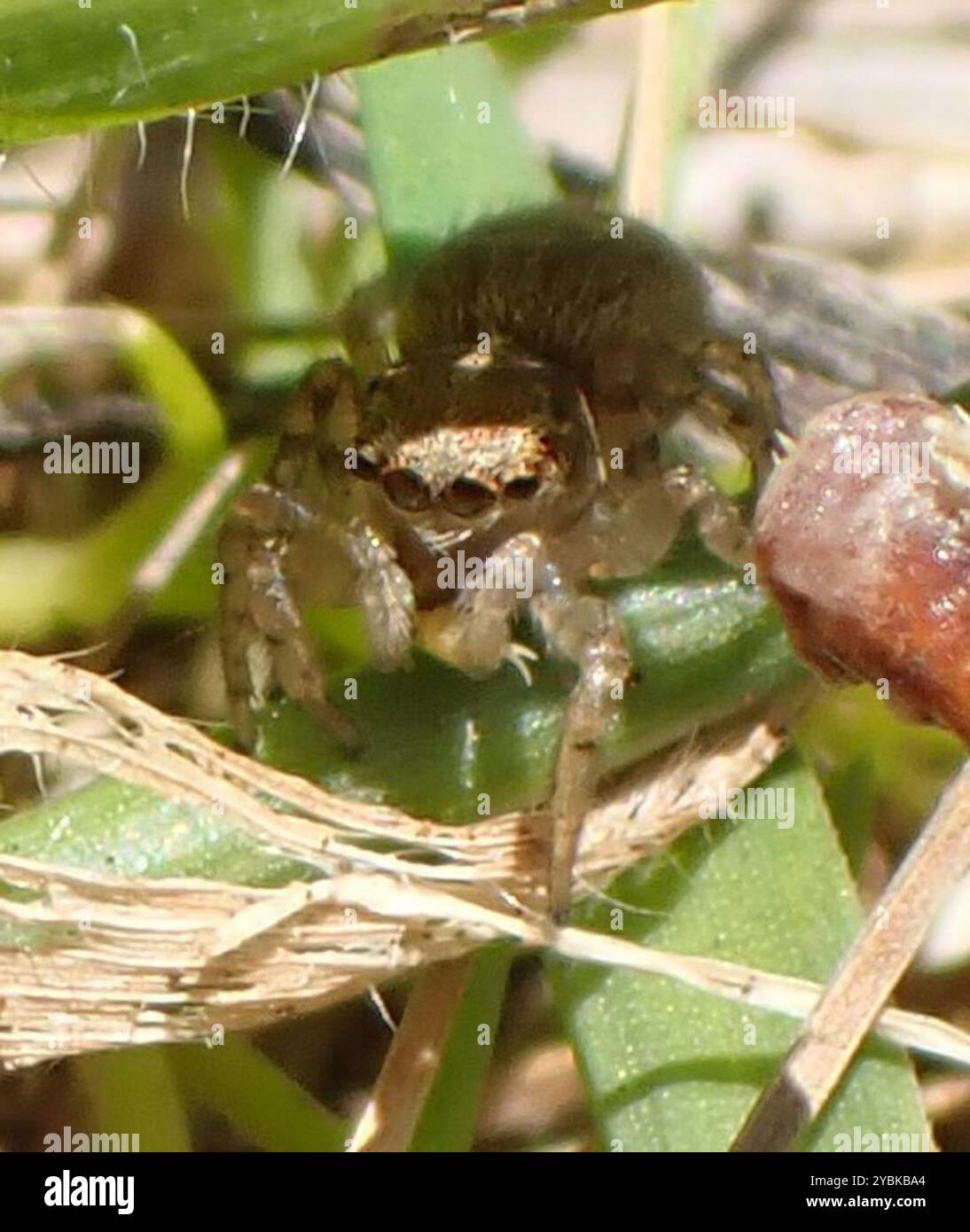 Common Peacock Spider (Maratus pavonis) Arachnida Stock Photo - Alamy