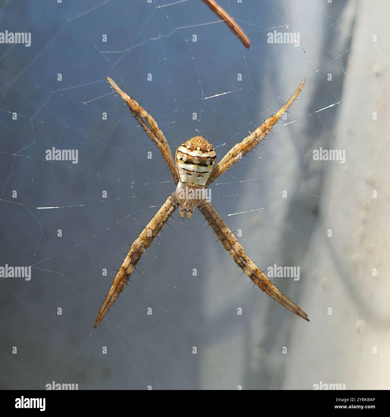 Saint Andrew's Cross Spider (Argiope keyserlingi) Arachnida Stock Photo ...