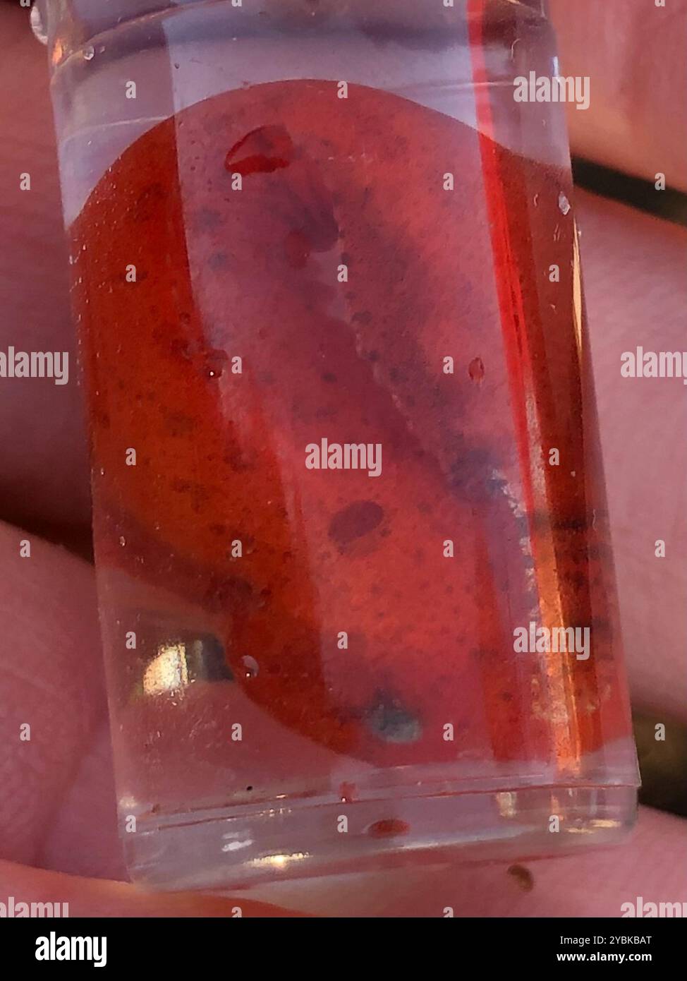 Liparidae hi-res stock photography and images - Alamy