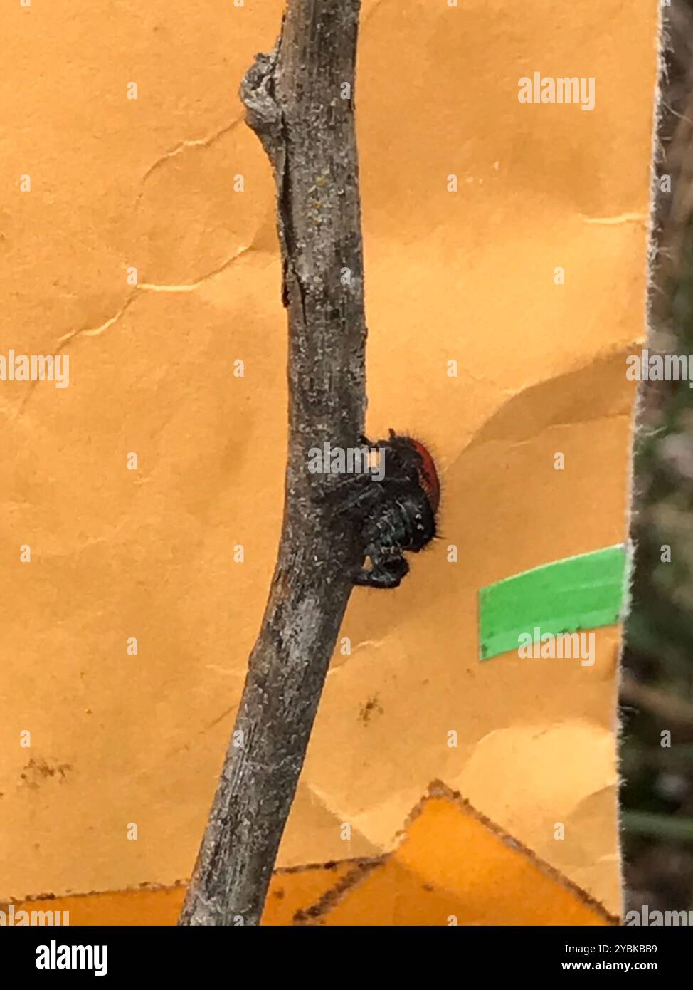 Johnson's Jumping Spider (Phidippus johnsoni) Arachnida Stock Photo - Alamy