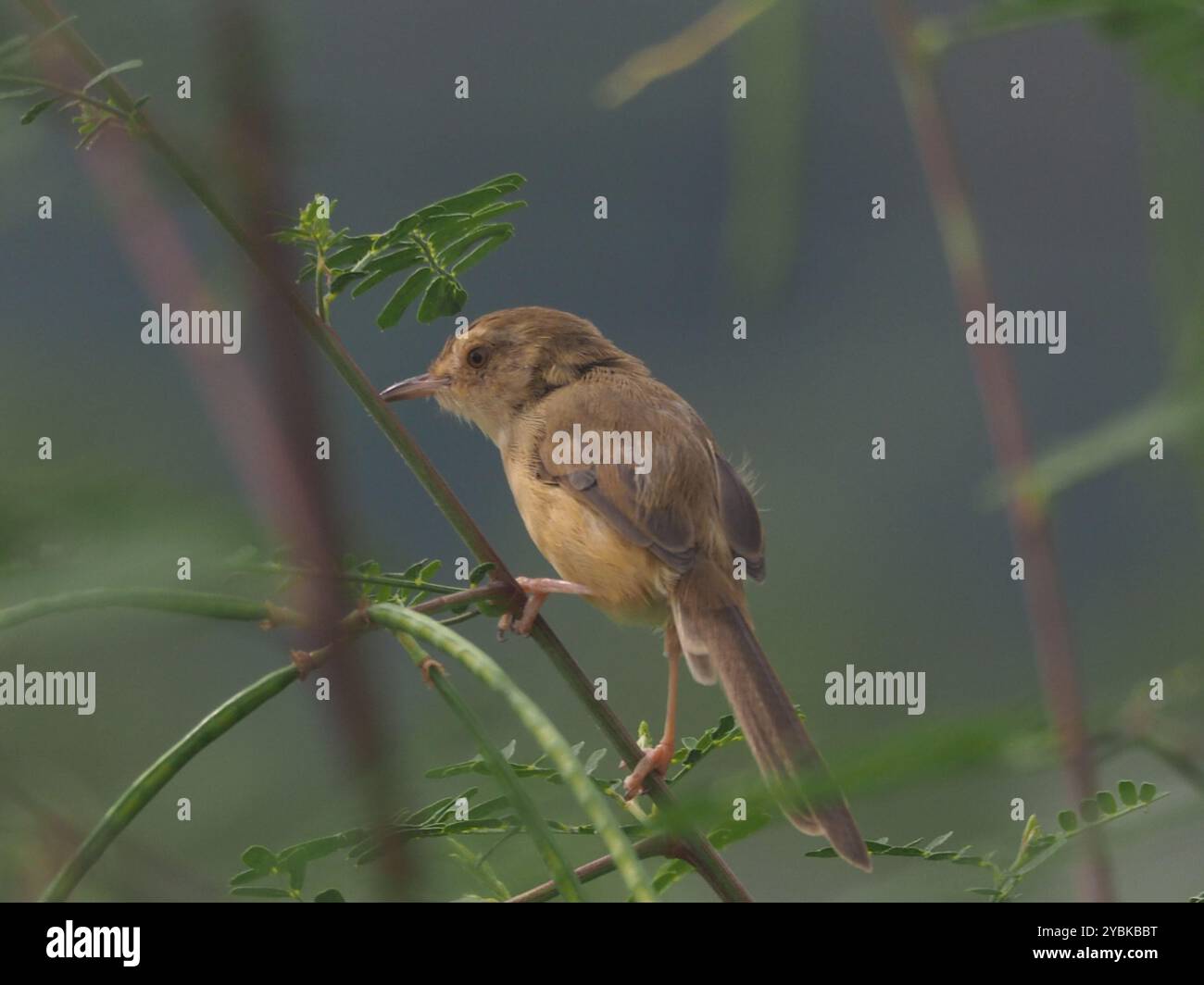 Plain prinia inornata aves hi-res stock photography and images - Alamy