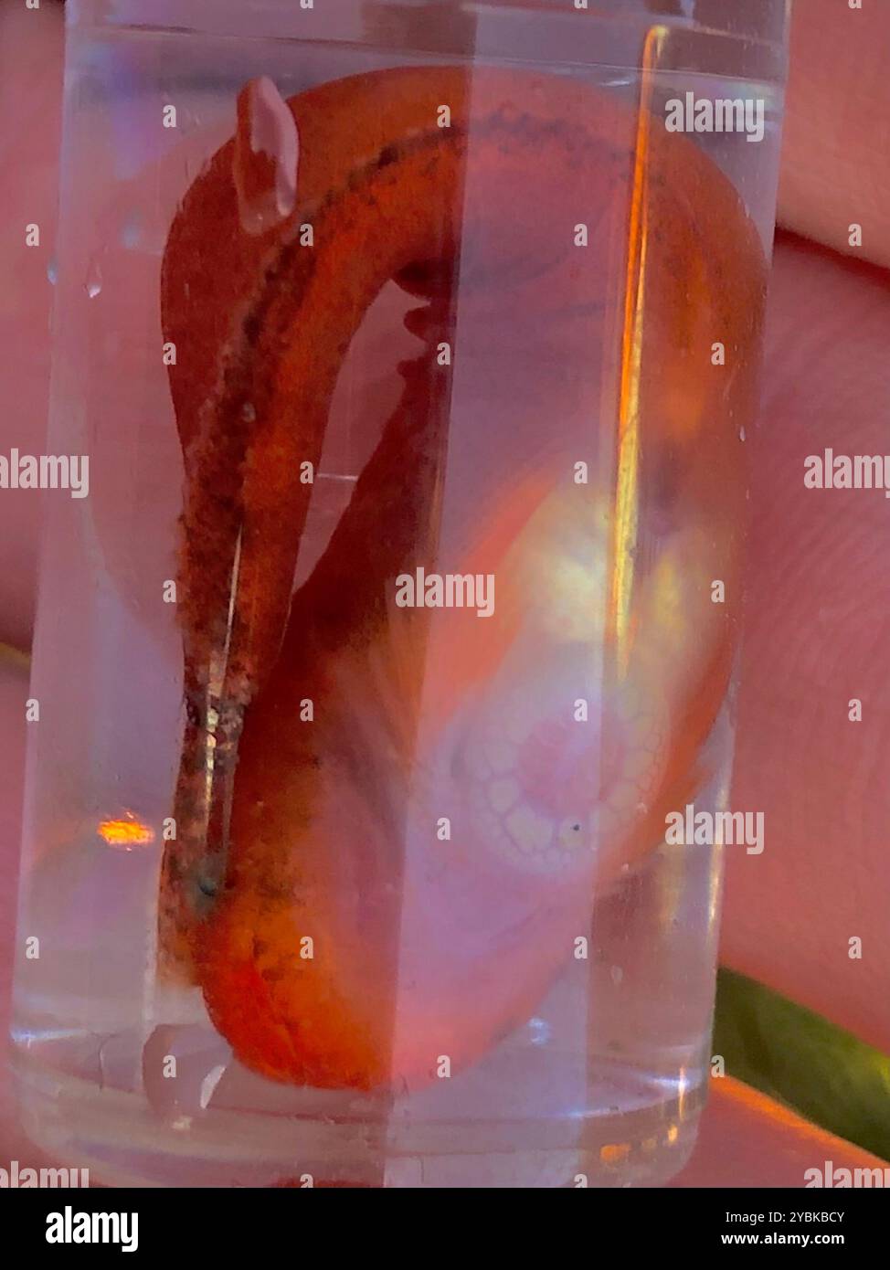 Snailfishes (Liparidae) Actinopterygii Stock Photo - Alamy