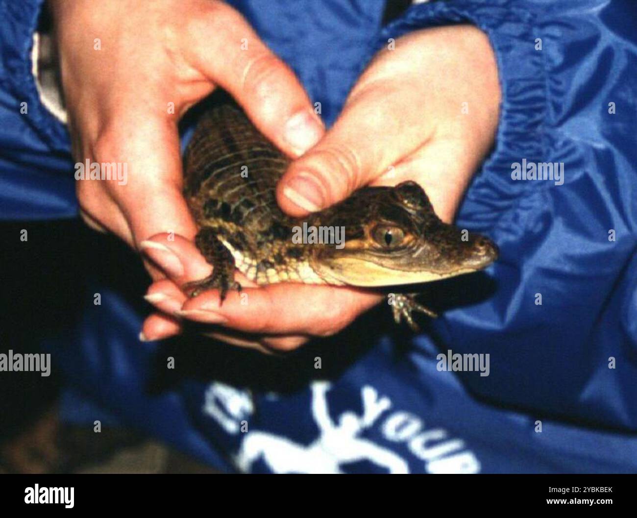 Spectacled Caiman (Caiman crocodilus) Reptilia Stock Photo - Alamy