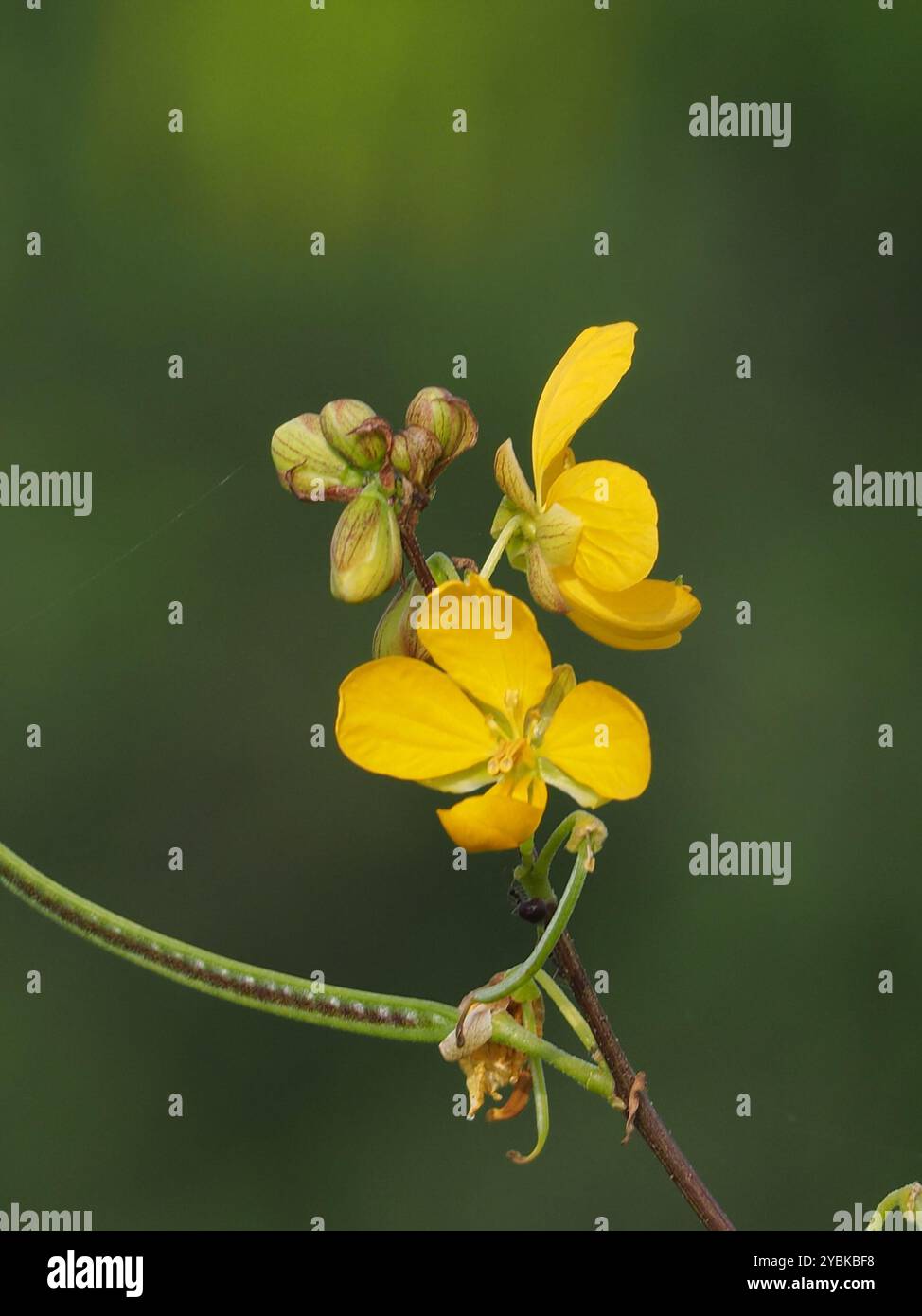 Coffee Senna (Senna occidentalis) Plantae Stock Photo - Alamy