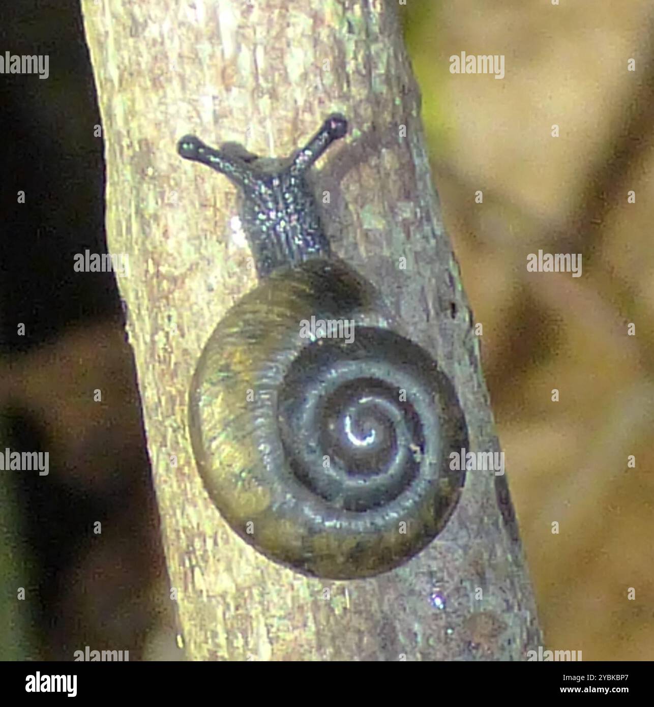 Common Land Snails and Slugs (Stylommatophora) Mollusca Stock Photo - Alamy