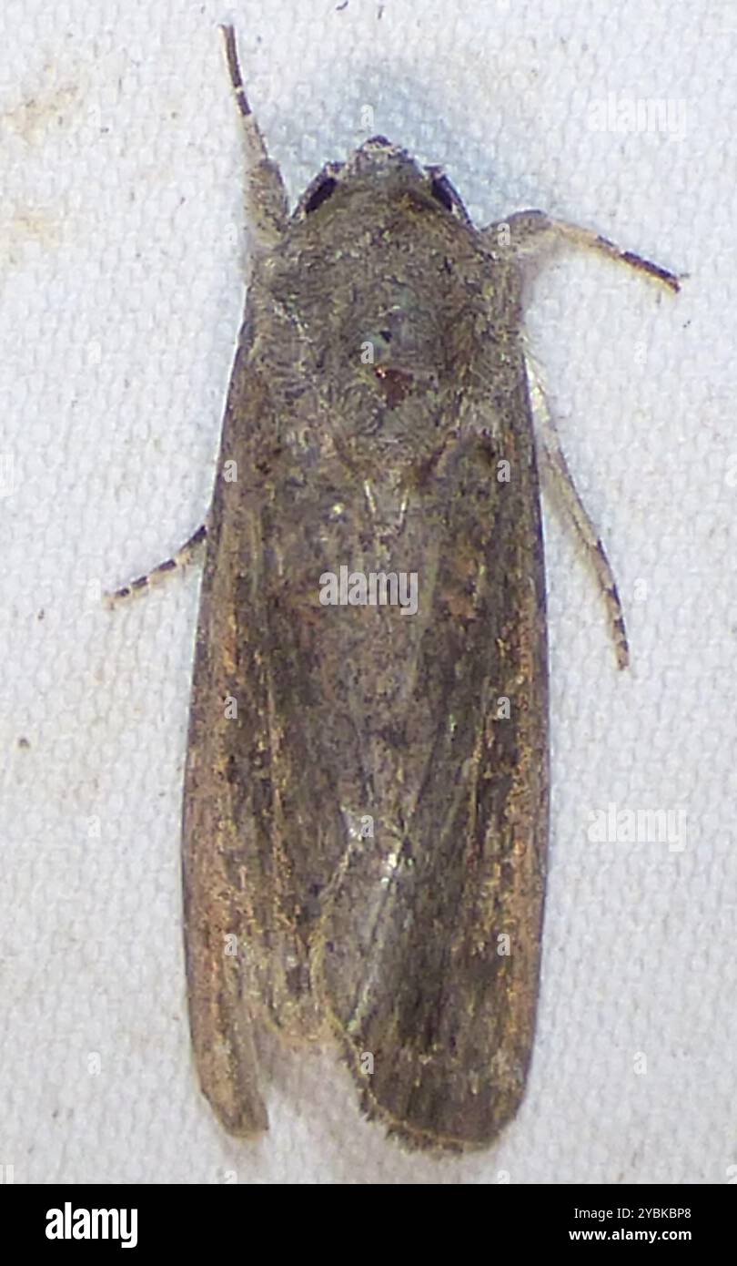 Fall Armyworm Moth (Spodoptera frugiperda) Insecta Stock Photo - Alamy