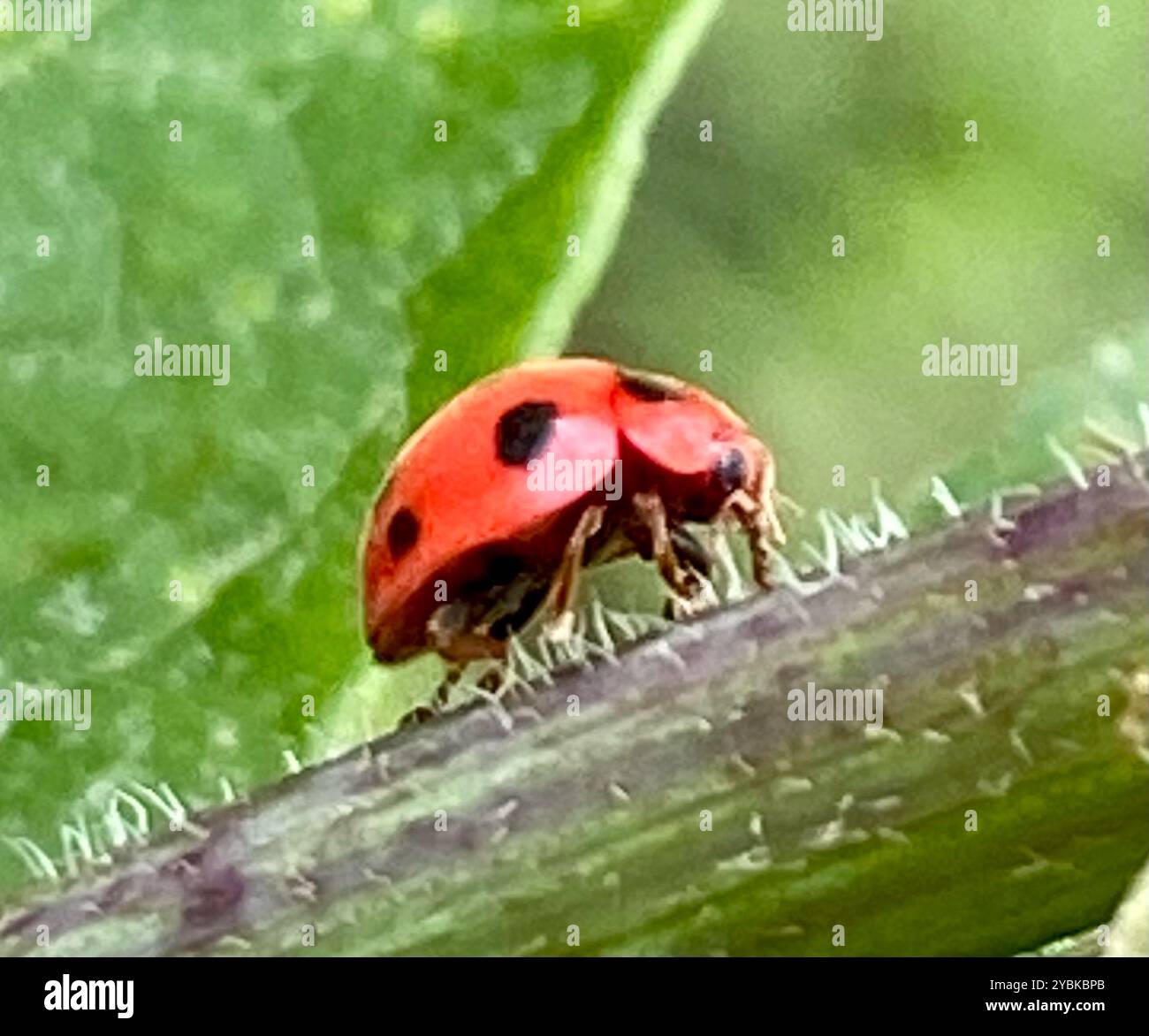 Lady Beetles (Coccinellidae) Insecta Stock Photo - Alamy