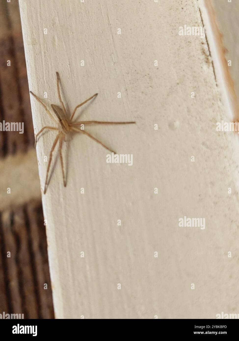 Slender Crab Spiders (Tibellus) Arachnida Stock Photo - Alamy