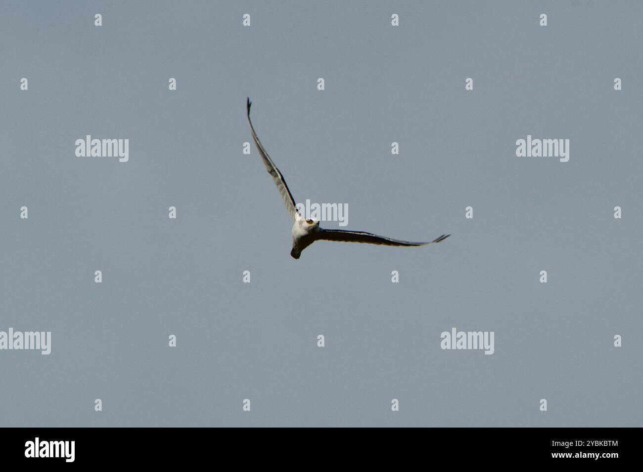 White-tailed Kite (Elanus leucurus) Aves Stock Photo - Alamy