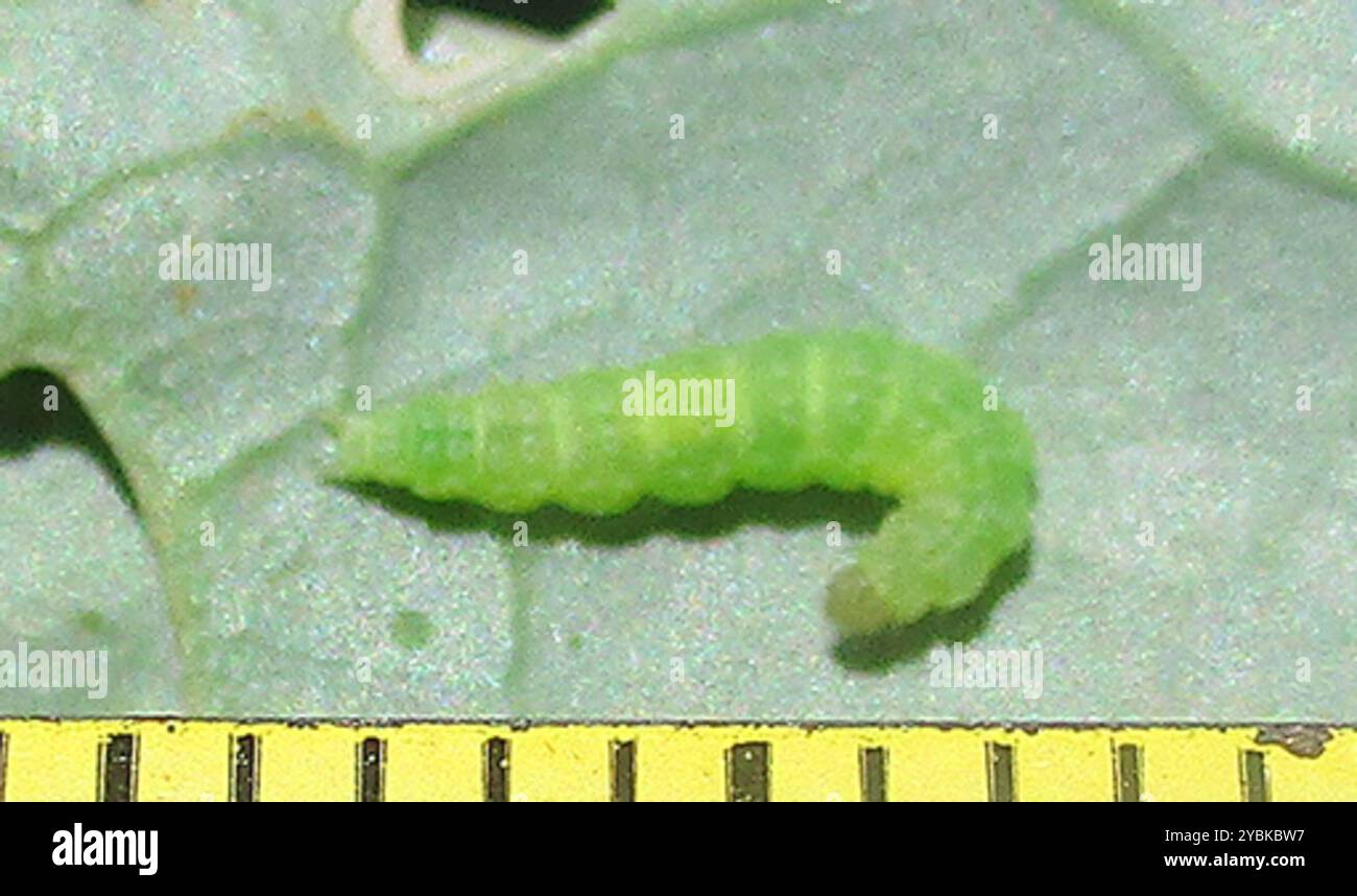 Diamondback Moth (Plutella xylostella) Insecta Stock Photo - Alamy