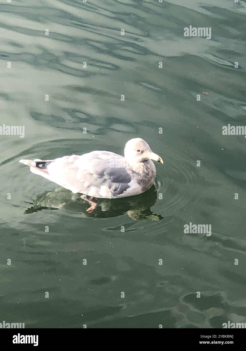 Olympic Gull (Larus glaucescens × occidentalis) Aves Stock Photo - Alamy