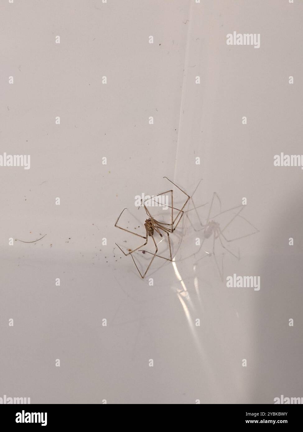 Long-bodied Cellar Spider (Pholcus phalangioides) Arachnida Stock Photo ...