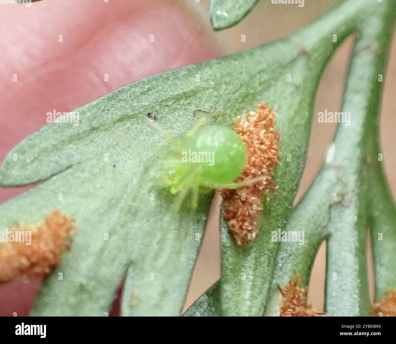 Comb-footed Spiders (Theridiidae) Arachnida Stock Photo - Alamy